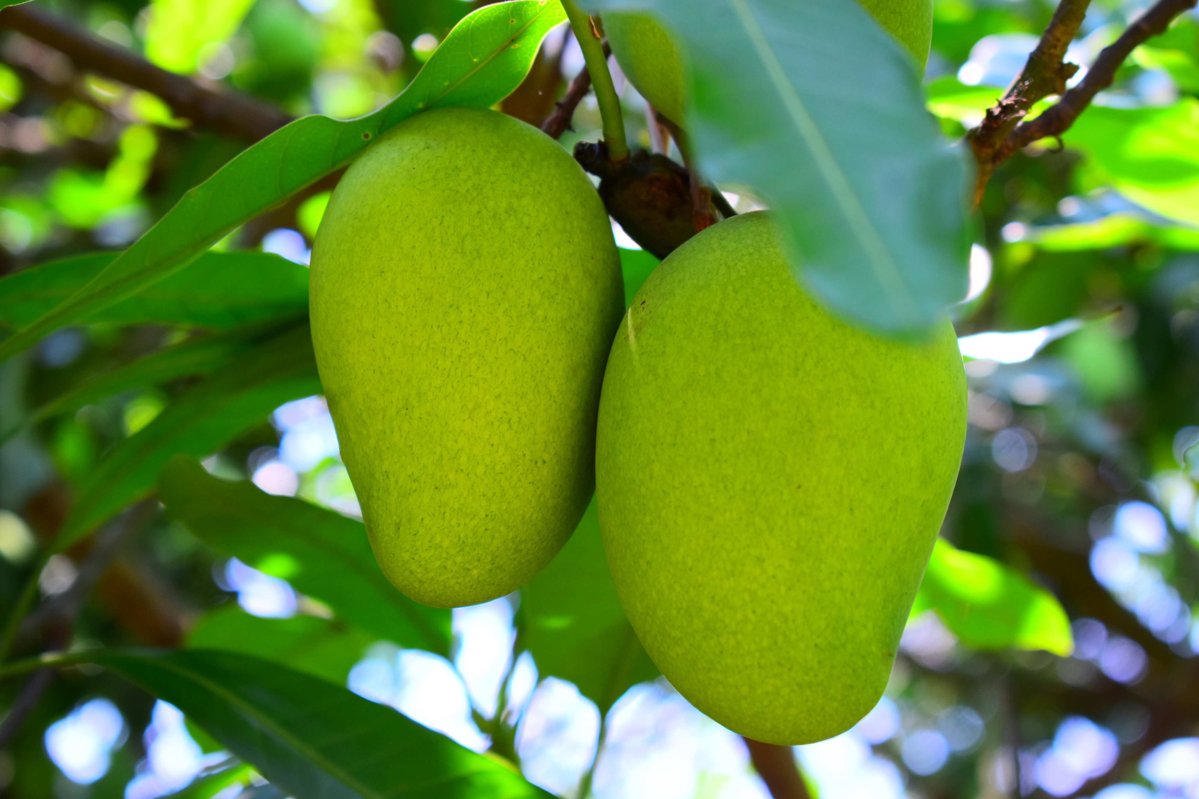 Mango's – agriyumfoods