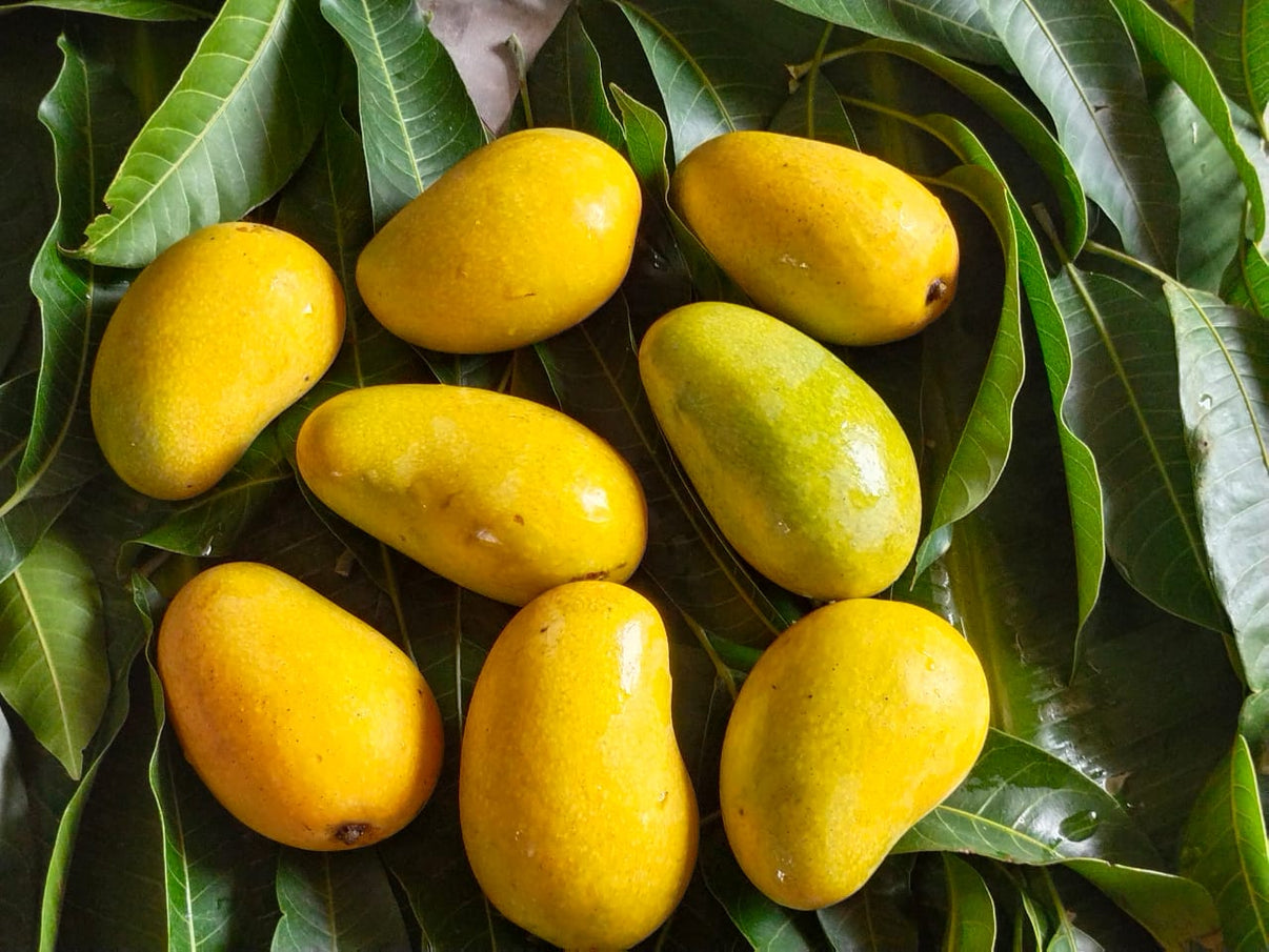 Amarapali Mango, mangoes online, mango, buy mangoes online India ...