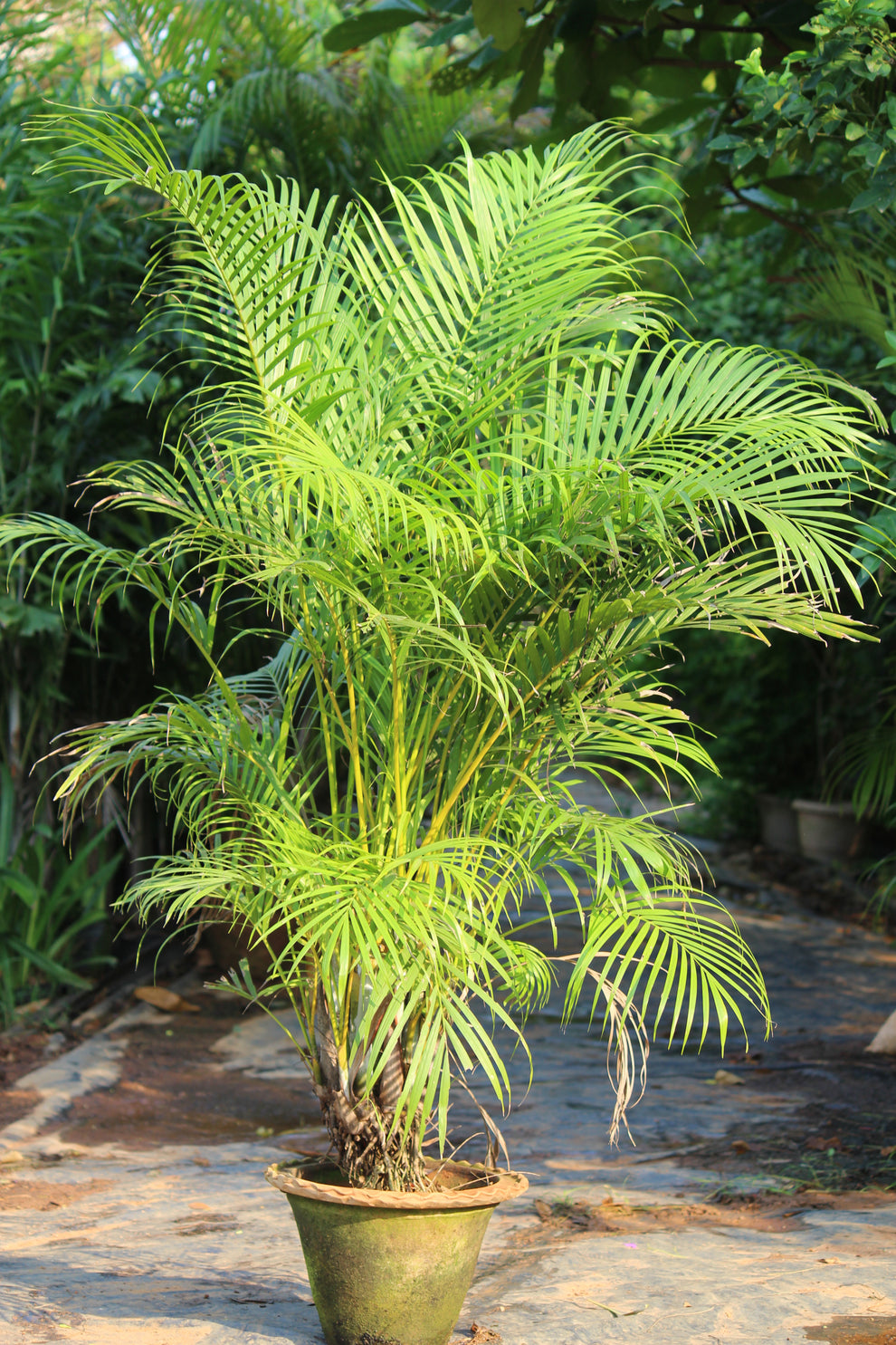 Areca Palms – agriyumfoods