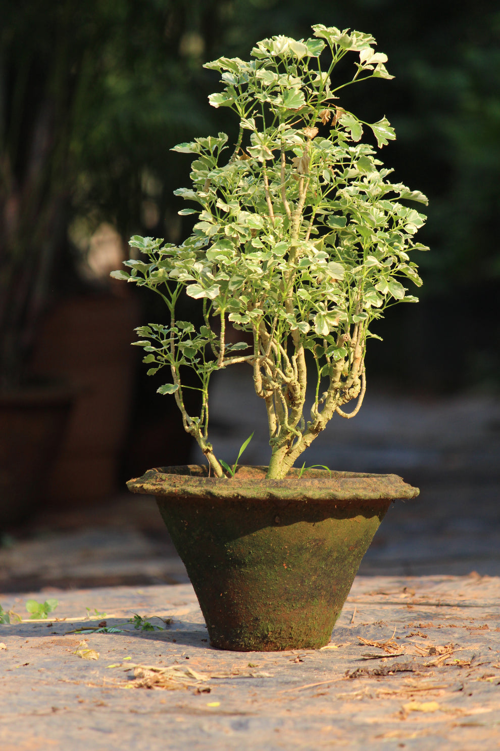 Aralia Variegated Mini Plant – agriyumfood