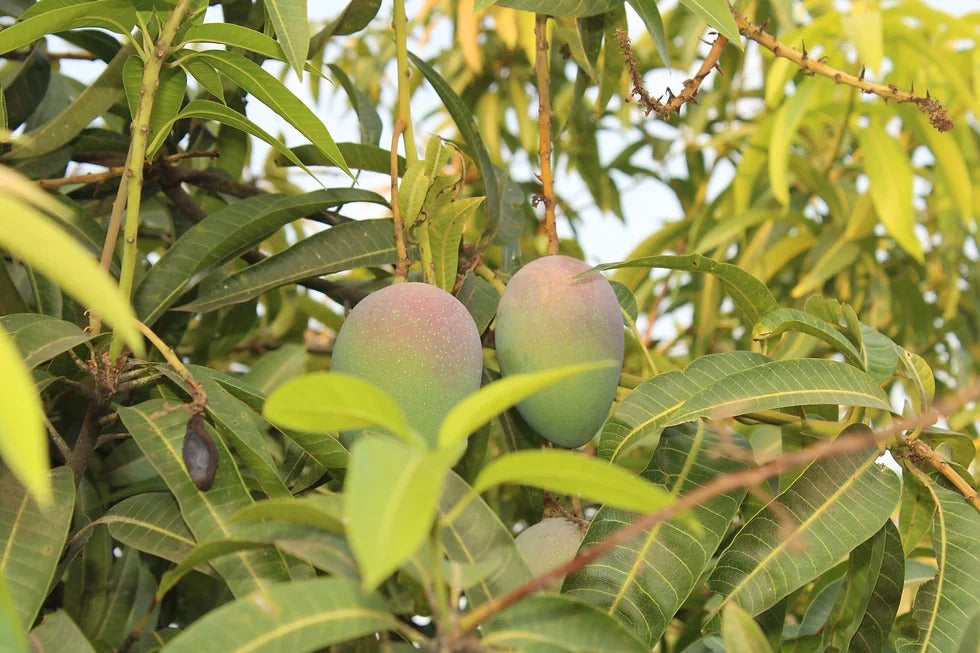 Sundari Mango- ADVANCE BOOKING ONLY – agriyumfoods